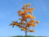 Leaf Tree Autumn Leaves 3D model | CGTrader