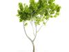 Green Plant Tree 3D model | CGTrader