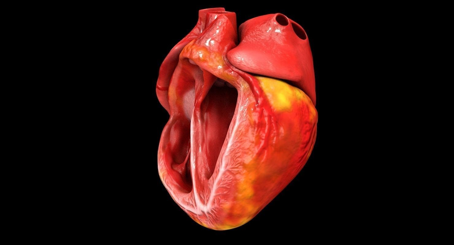 3D model Animated Realistic Human Heart - Medically Accurate VR / AR ...