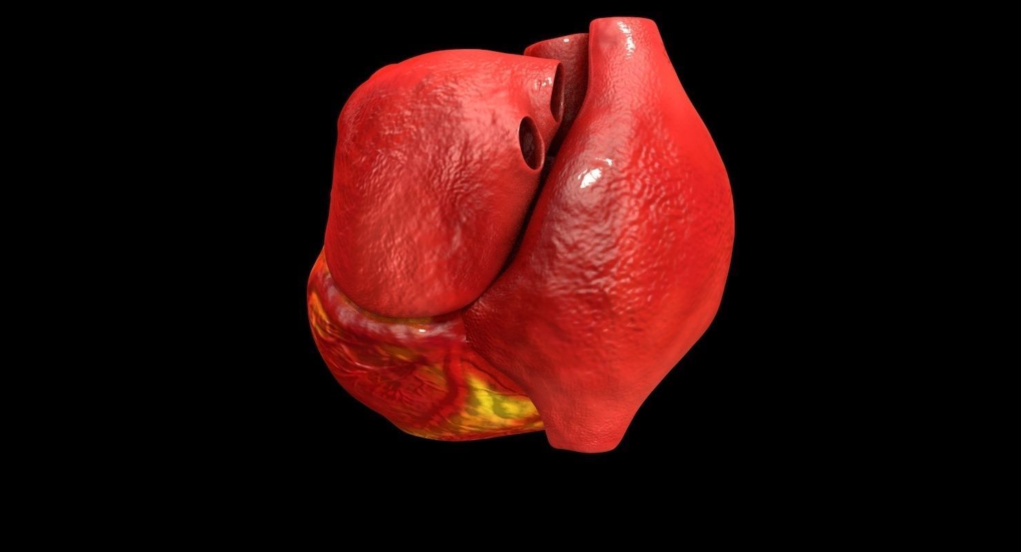 3D model Animated Realistic Human Heart - Medically Accurate VR / AR / low-poly animated | CGTrader