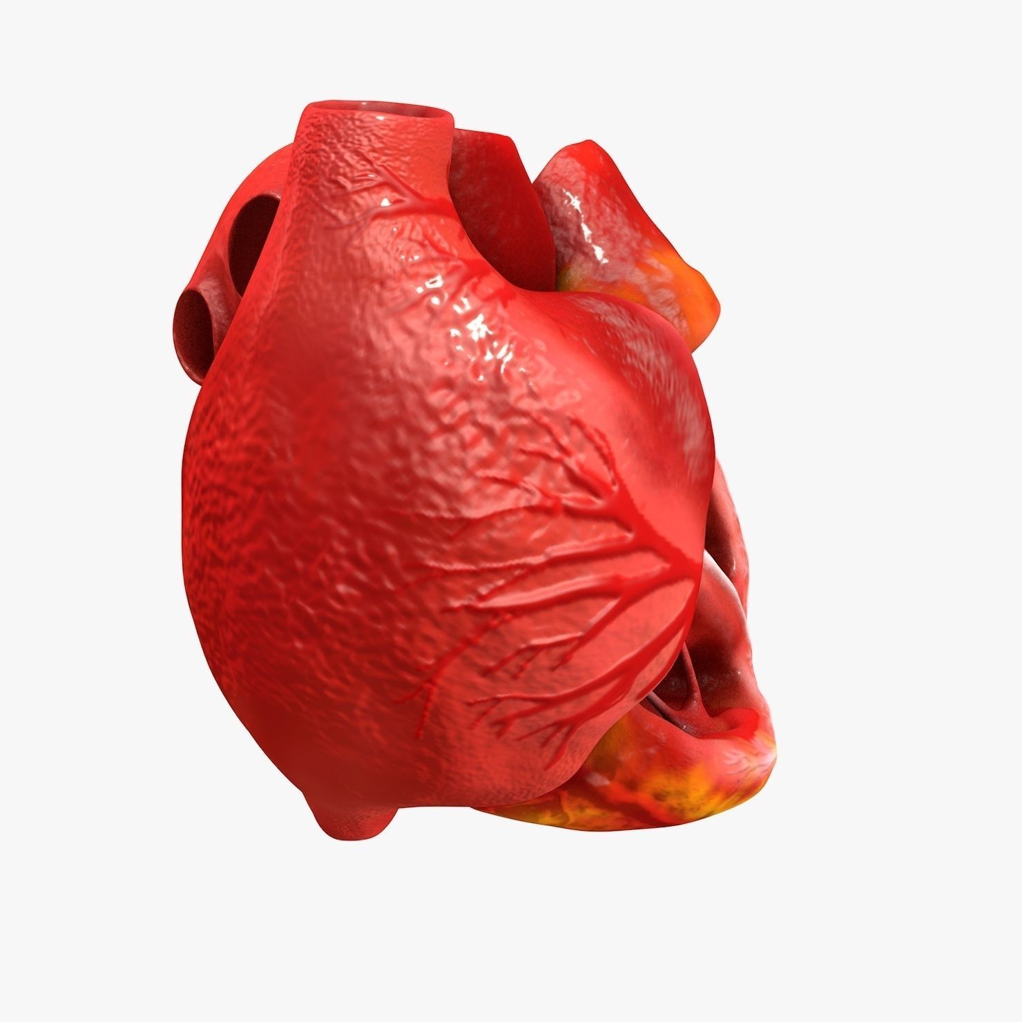 3D model Animated Realistic Human Heart - Medically Accurate VR / AR ...