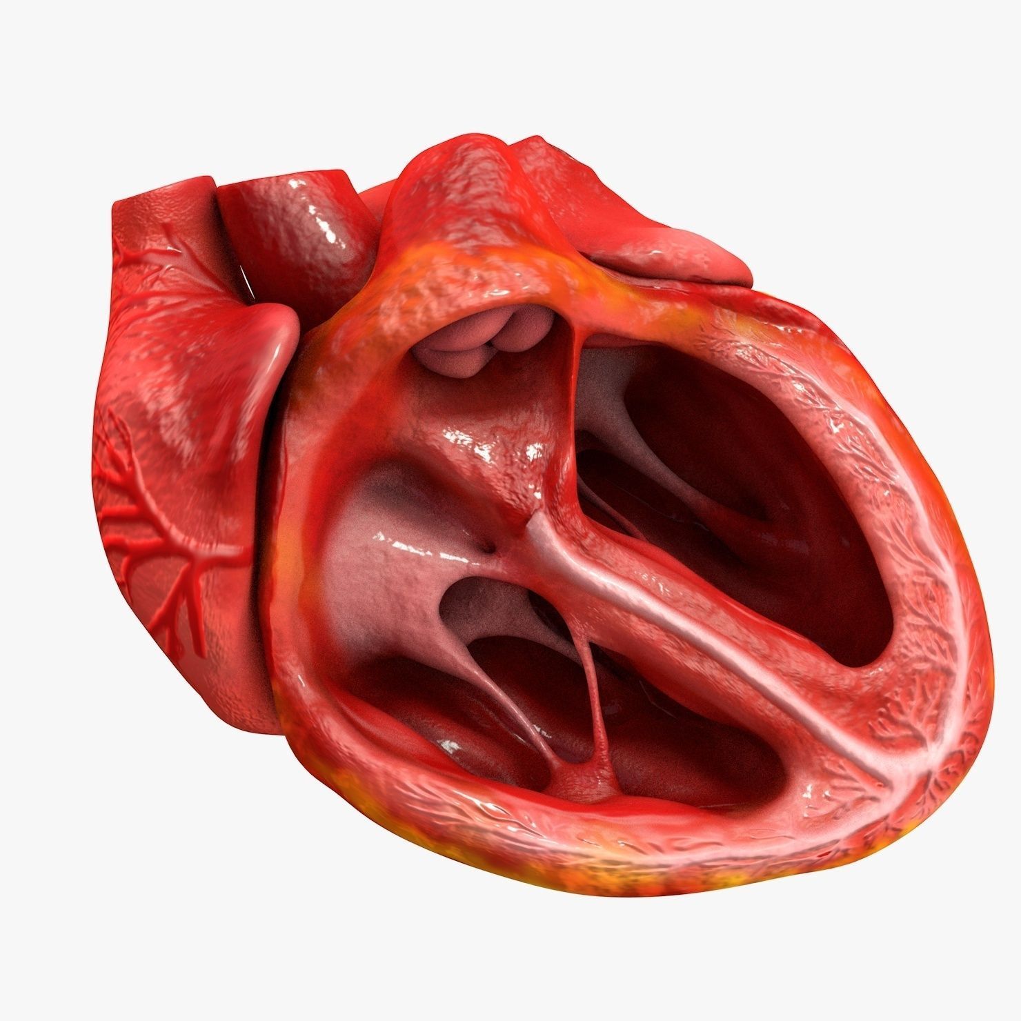 3D model Animated Realistic Human Heart - Medically Accurate VR / AR ...