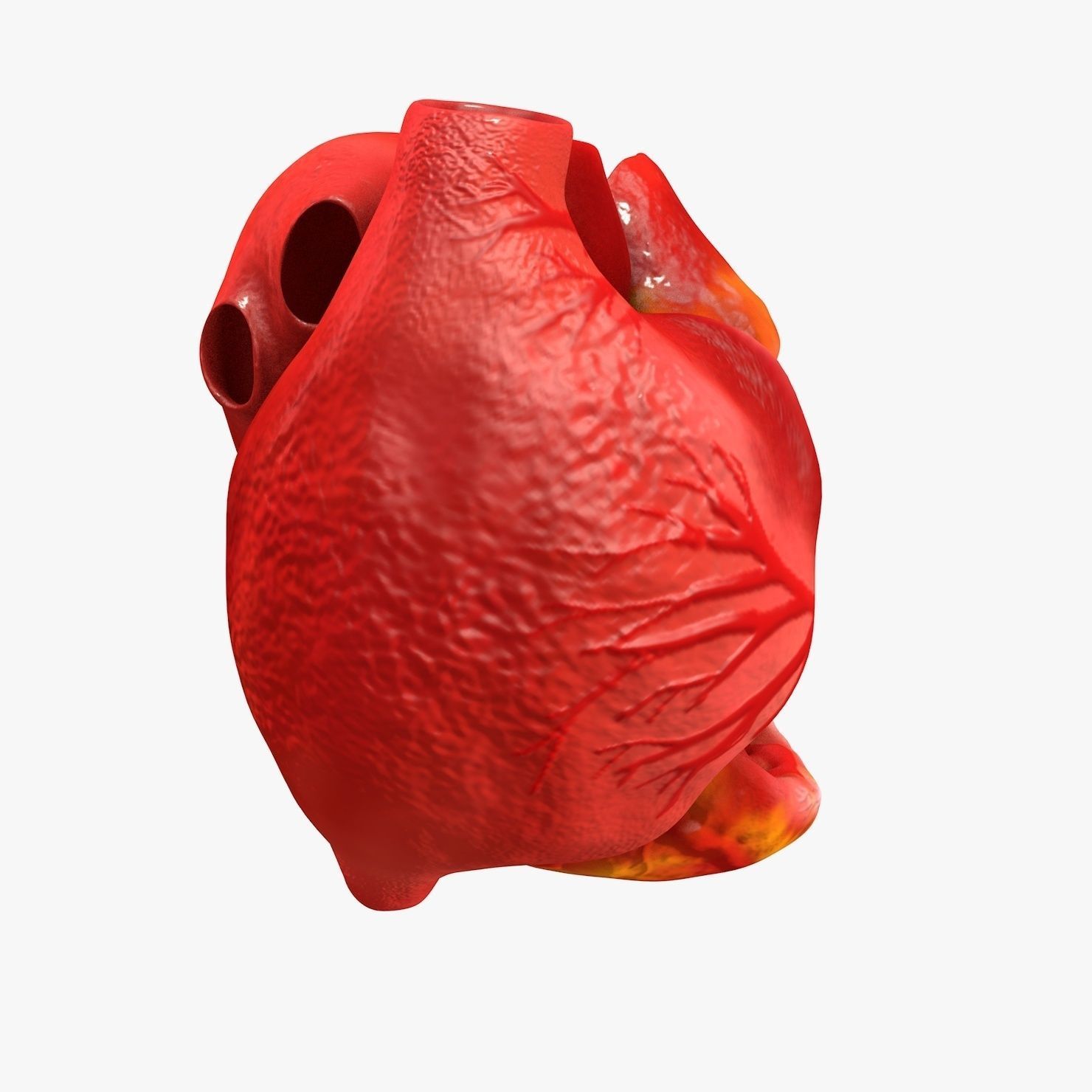 3D model Animated Realistic Human Heart - Medically Accurate VR / AR ...