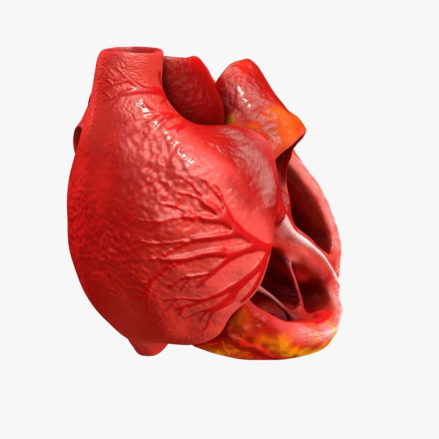 3D model Animated Realistic Human Heart - Medically Accurate VR / AR ...