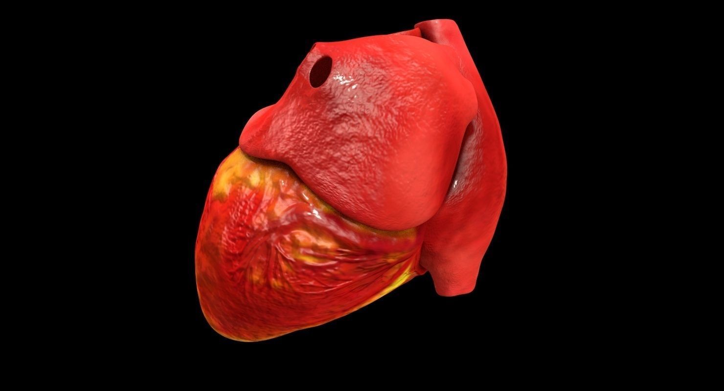 3D model Animated Realistic Human Heart - Medically Accurate VR / AR ...