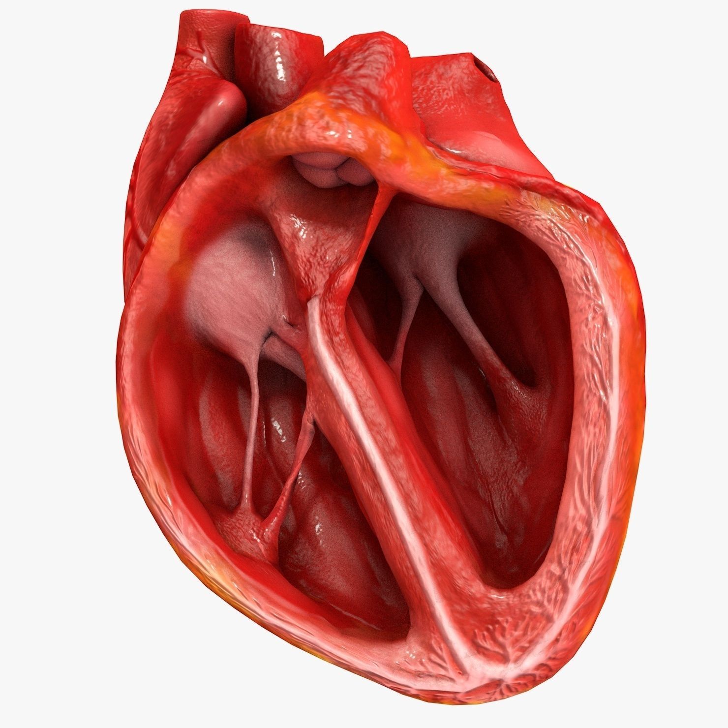3D model Animated Realistic Human Heart - Medically Accurate VR / AR ...