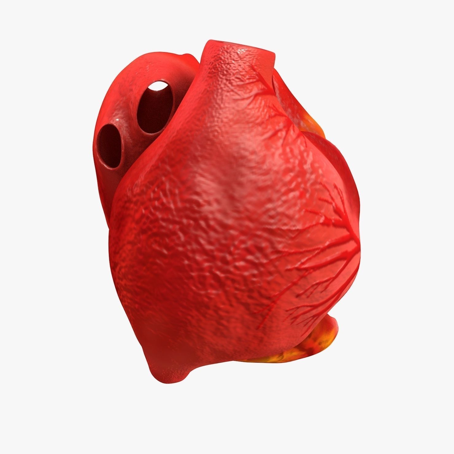 3D model Animated Realistic Human Heart - Medically Accurate VR / AR ...