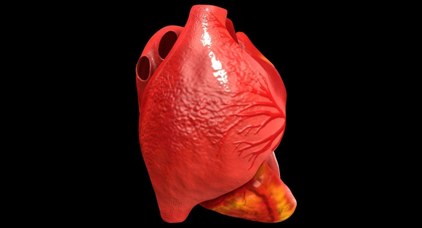 3D model Animated Realistic Human Heart - Medically Accurate VR / AR ...