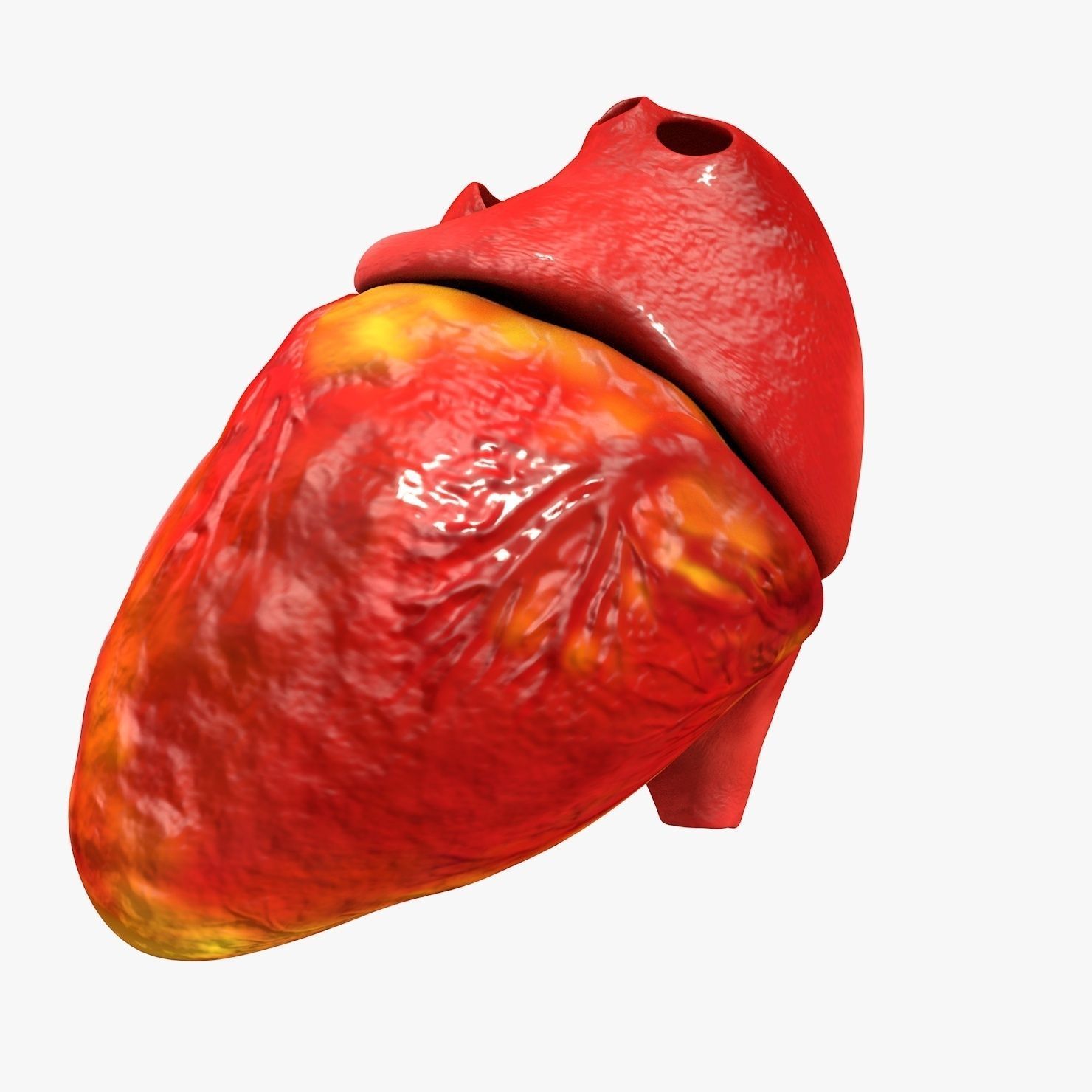 3D model Animated Realistic Human Heart - Medically Accurate VR / AR ...