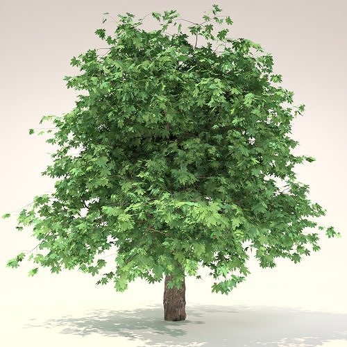 Curly maple tree 3D model | CGTrader