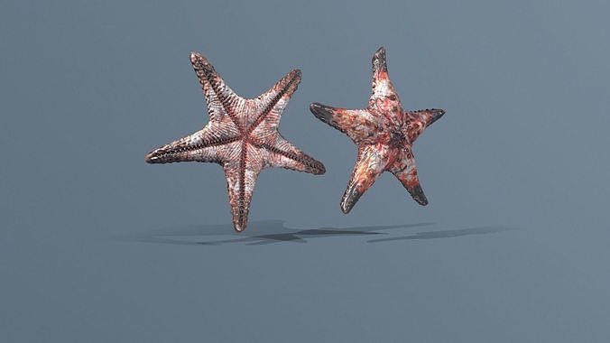 3D model StarFish VR / AR / low-poly | CGTrader