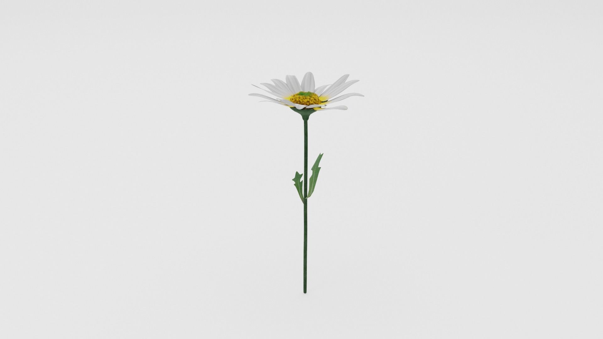 3D model White Daisy VR / AR / low-poly | CGTrader