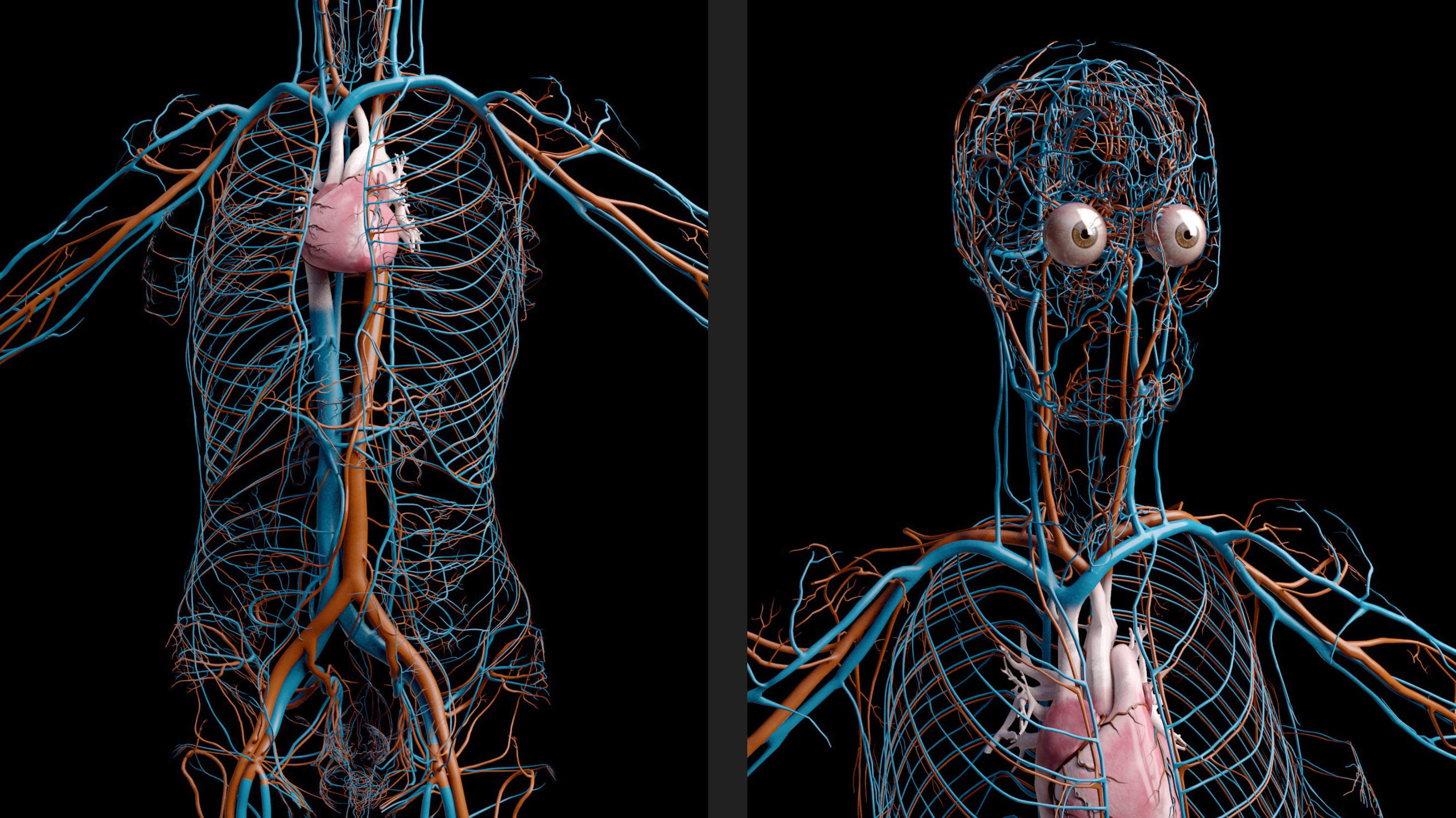 Human Anatomy woman 3D model rigged | CGTrader