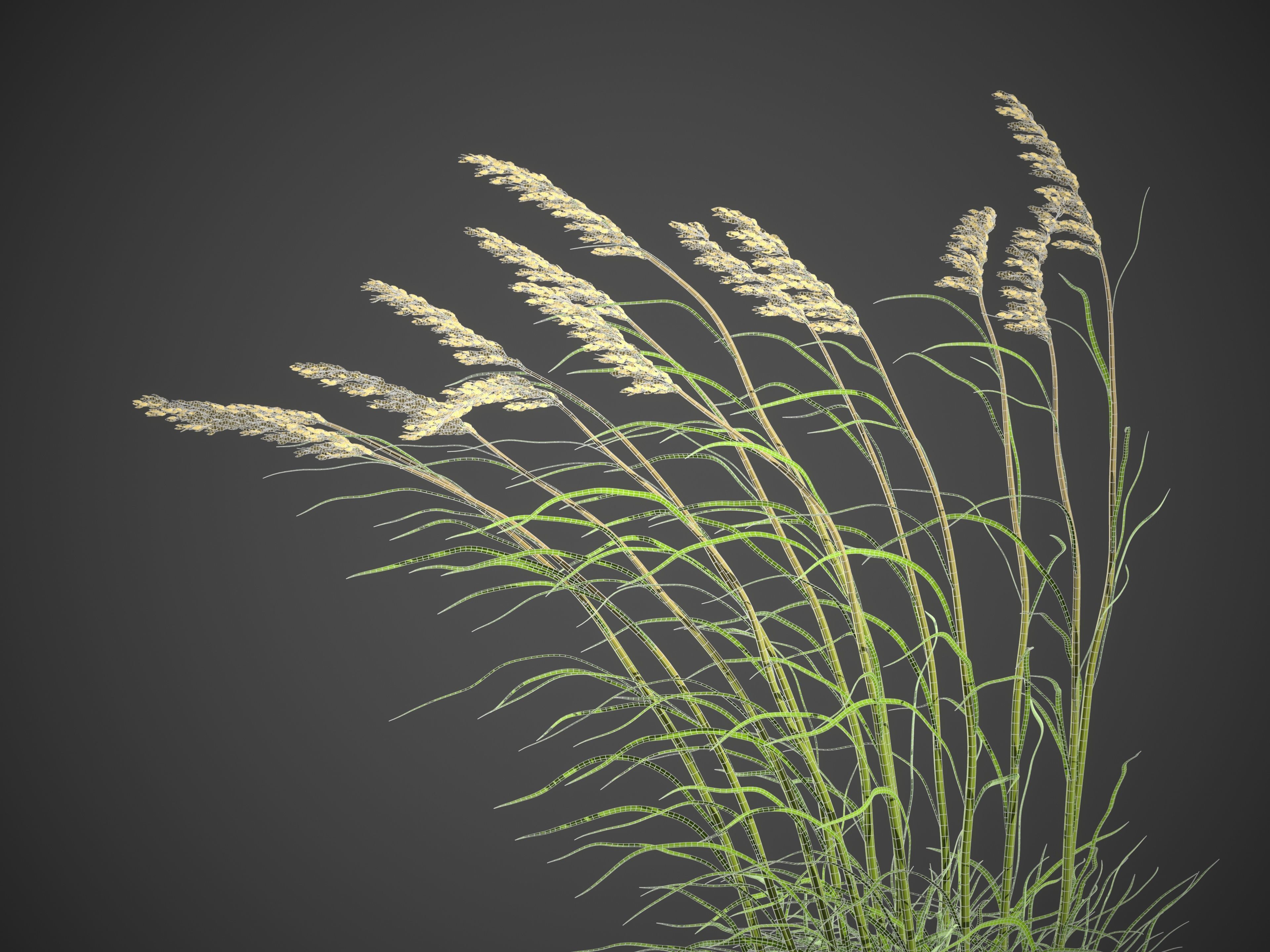 XfrogPlants Sea Oats - Uniola Paniculata 3D model animated | CGTrader