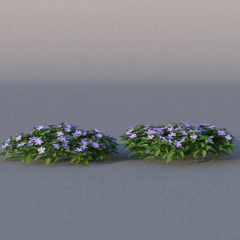 XfrogPlants Lesser Perriwinkle - Vinca Minor 3D model animated | CGTrader