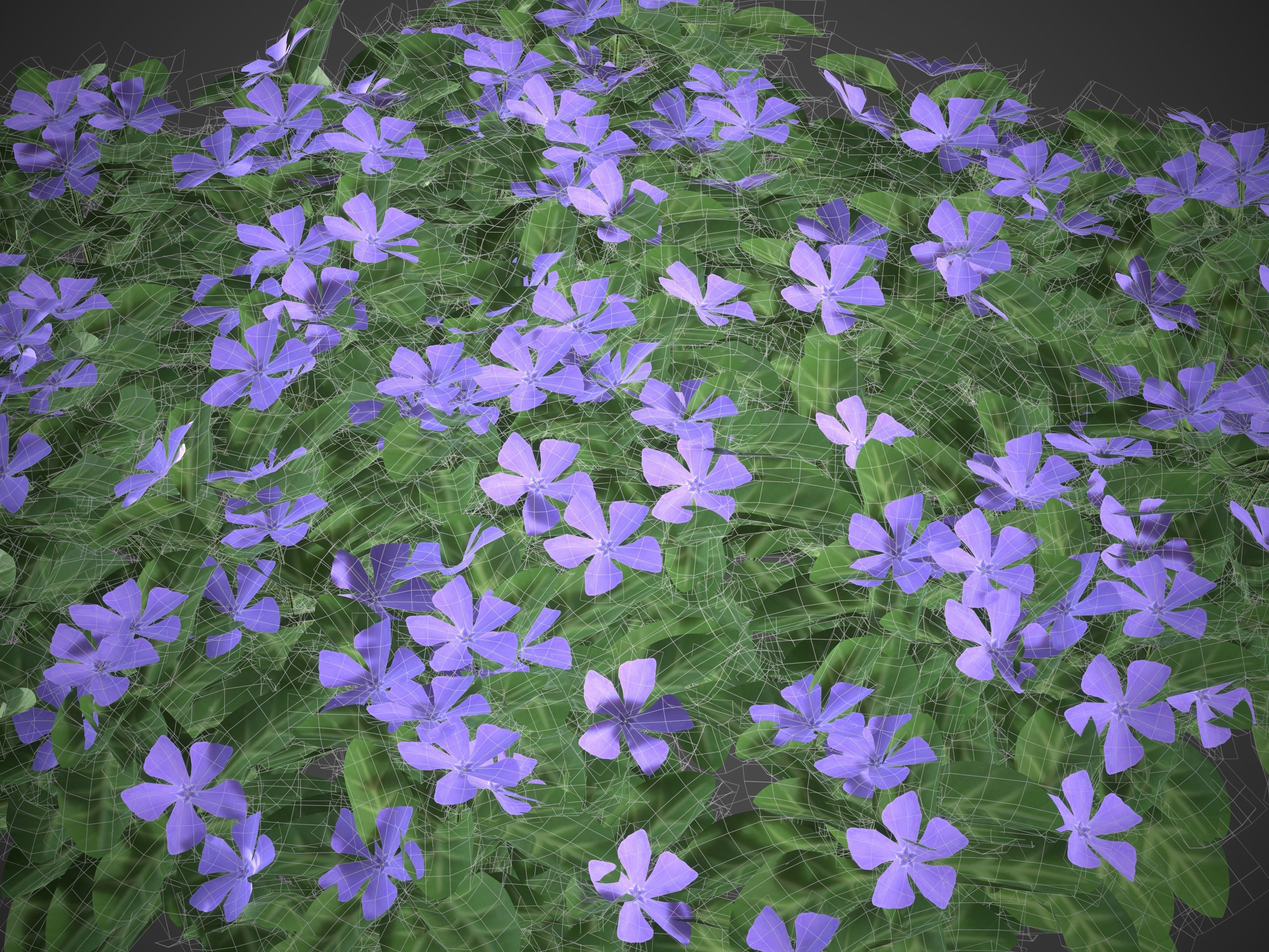 XfrogPlants Lesser Perriwinkle - Vinca Minor 3D model animated | CGTrader