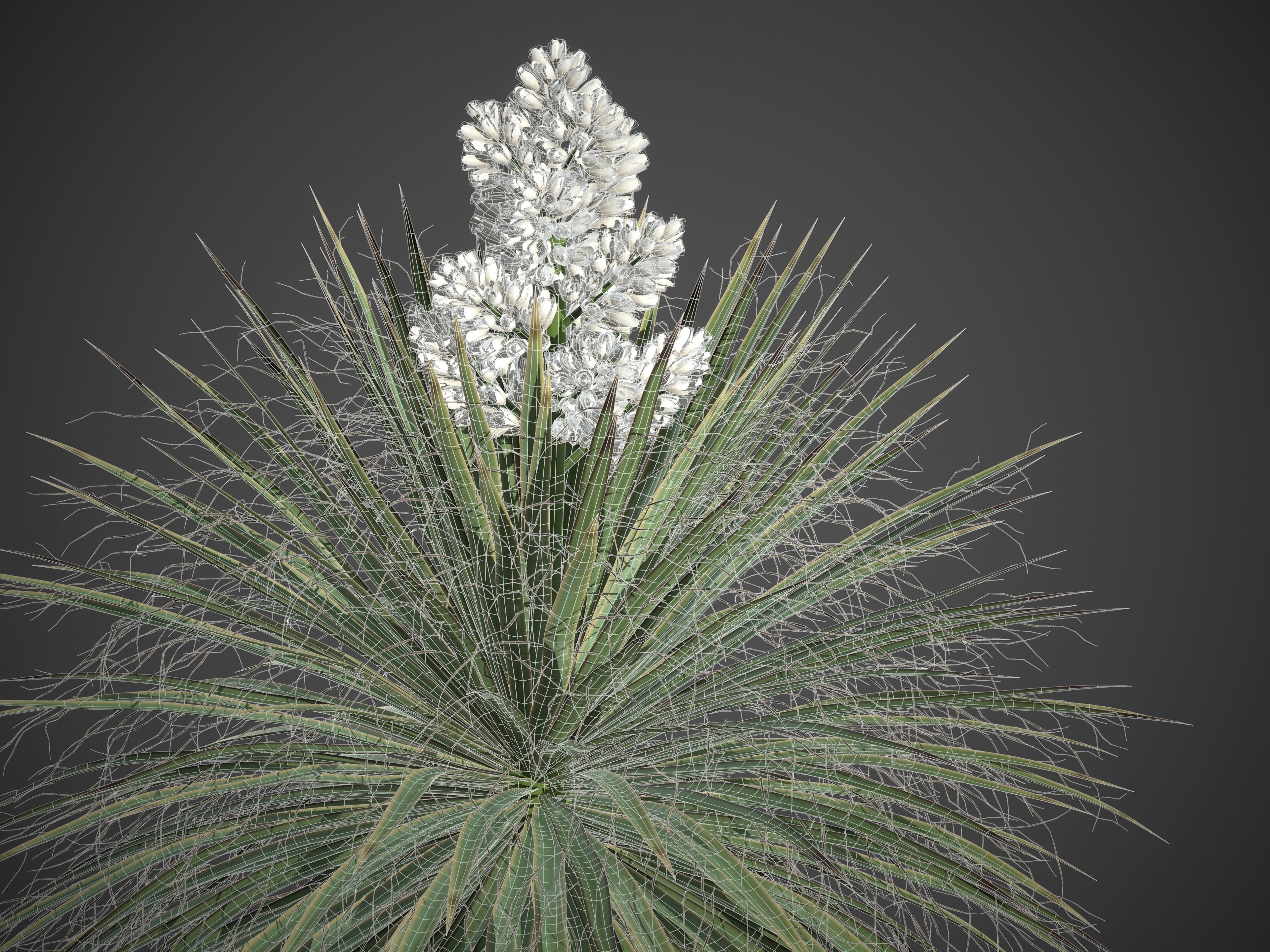XfrogPlants Giant Dagger - Yucca Faxoniana 3D model animated | CGTrader