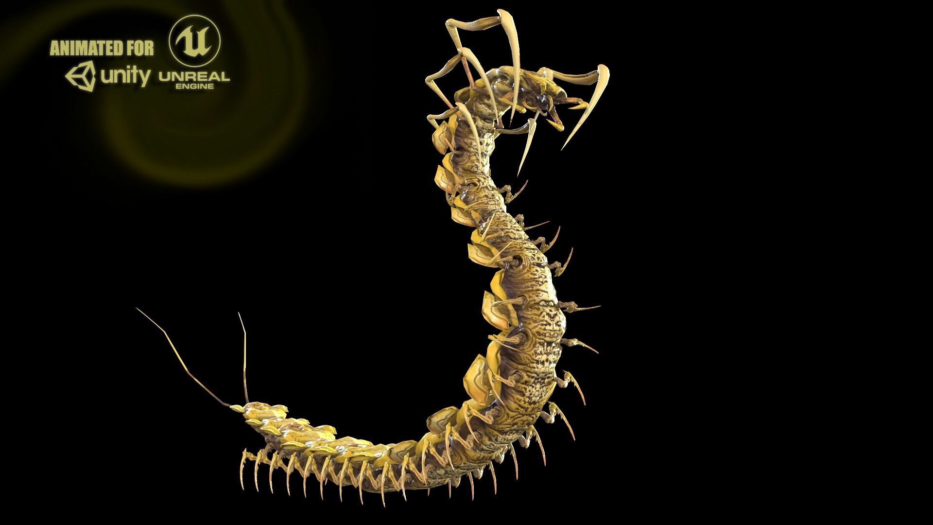 3D model animated Centipede | CGTrader
