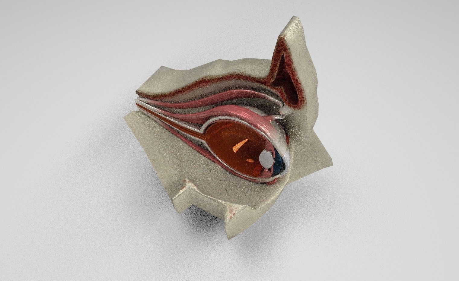 3D model Eyeball Cross Section VR / AR / low-poly rigged animated ...