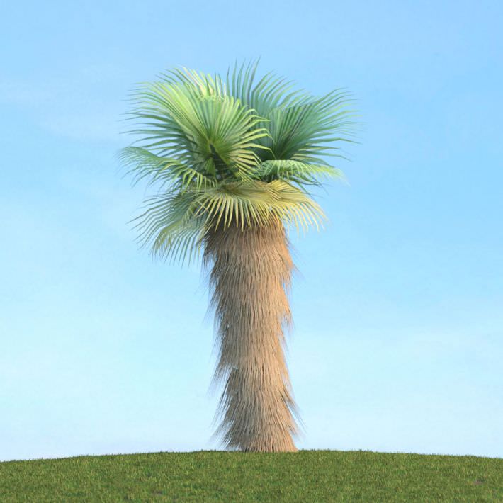 Palm Tree 3D model | CGTrader