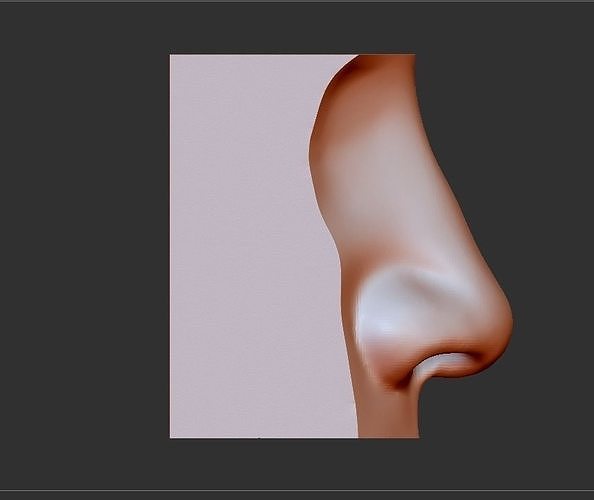 Human nose model It can be printed in 3D Organ nose 3D model 3D ...