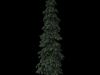 asopalav tree 3d model - ashoka tree - polygonia longifolia 3D model ...