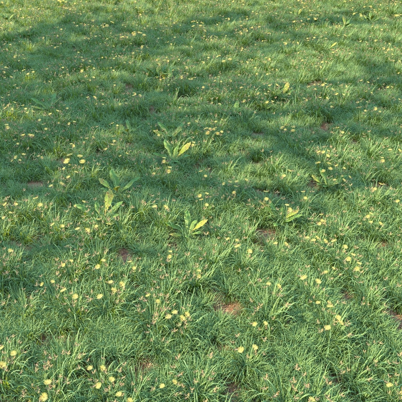 4 grass for landscape with corona scatter 3D model | CGTrader