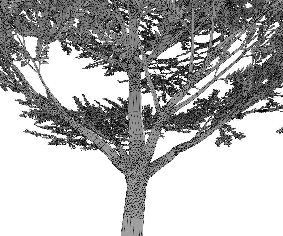 Terminalia ivorensis Tree Growfx with Animation 100 frame Loop 3D model ...