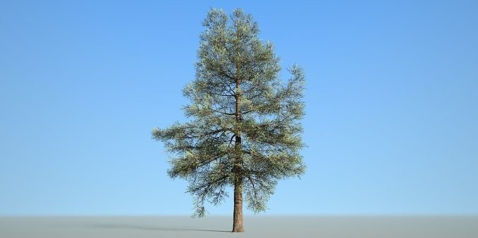 3D model Conifer Tree 002 VR / AR / low-poly animated | CGTrader