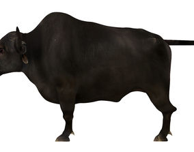 Yak 3D Models | CGTrader