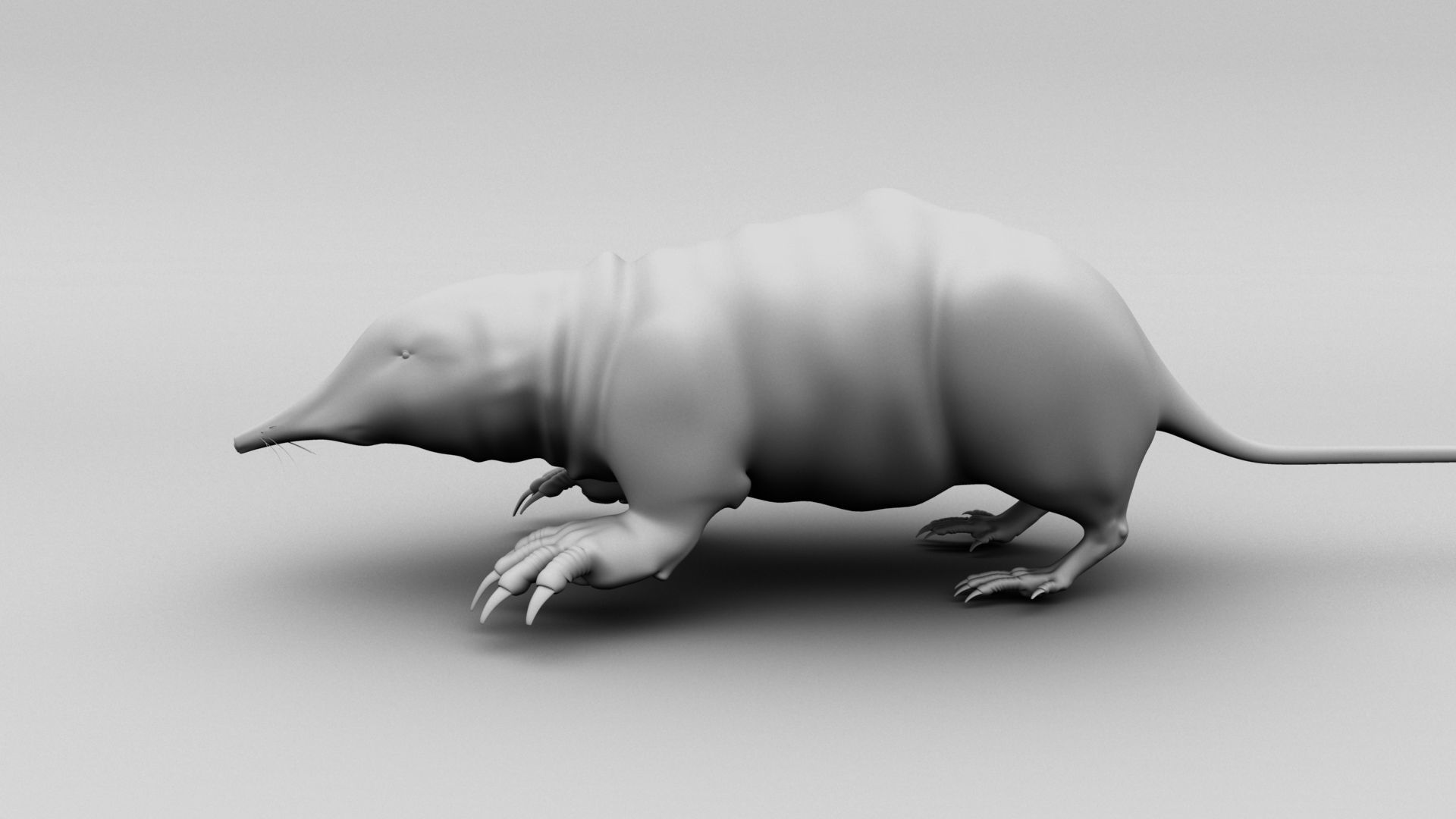 mole mammal 3D model | CGTrader