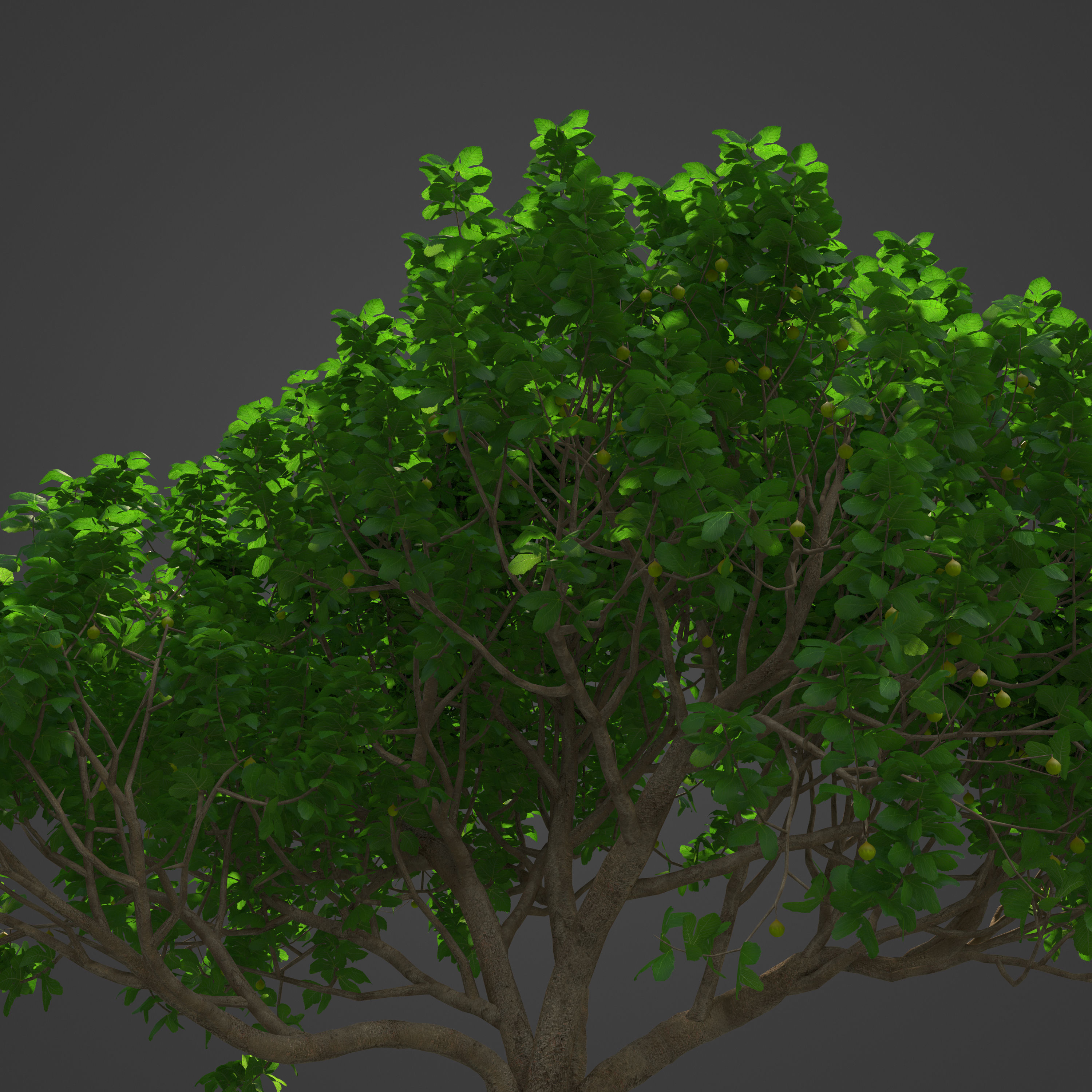 2021 PBR Fig Tree Collection - Ficus Carica 3D model | CGTrader