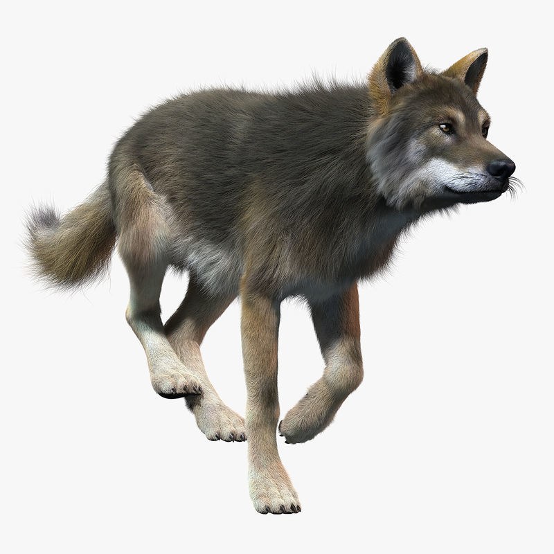 3D model Gray Wolf FUR ANIMATED VR / AR / low-poly | CGTrader