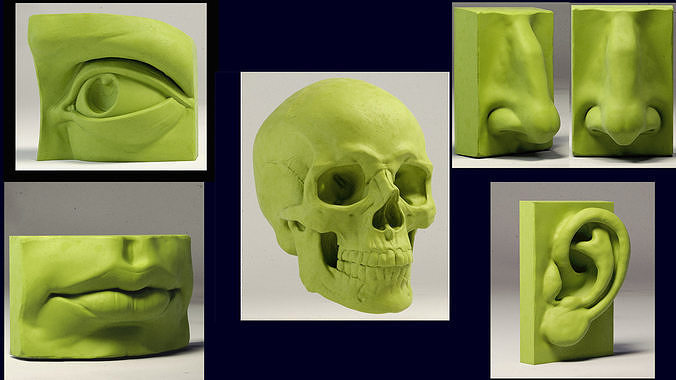 Skull and face parts 3D model | CGTrader