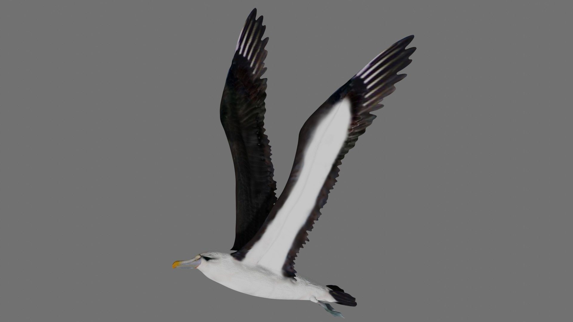 Albatross seagull in flight 3D model rigged | CGTrader