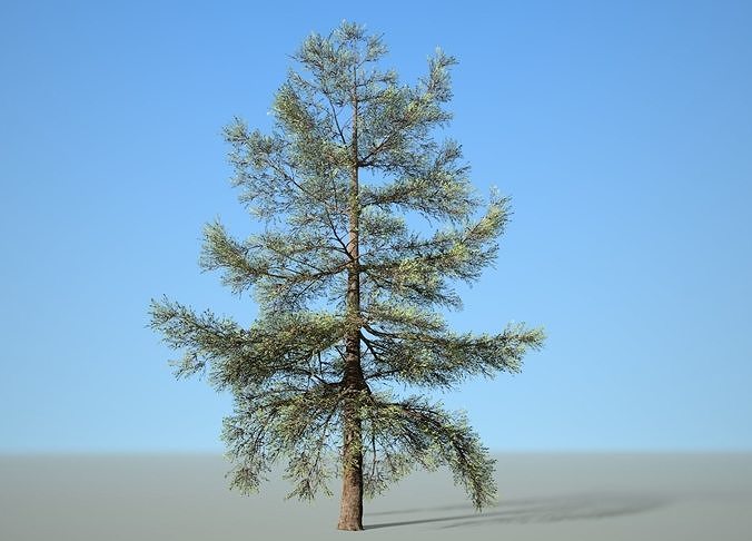 Conifer Tree 005 3D model animated | CGTrader