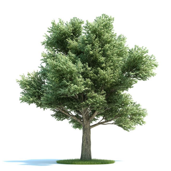 Large Green Tree 3D model | CGTrader