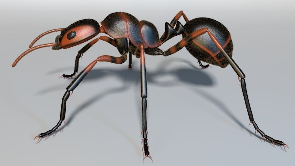 Fire Ant 3D model | CGTrader