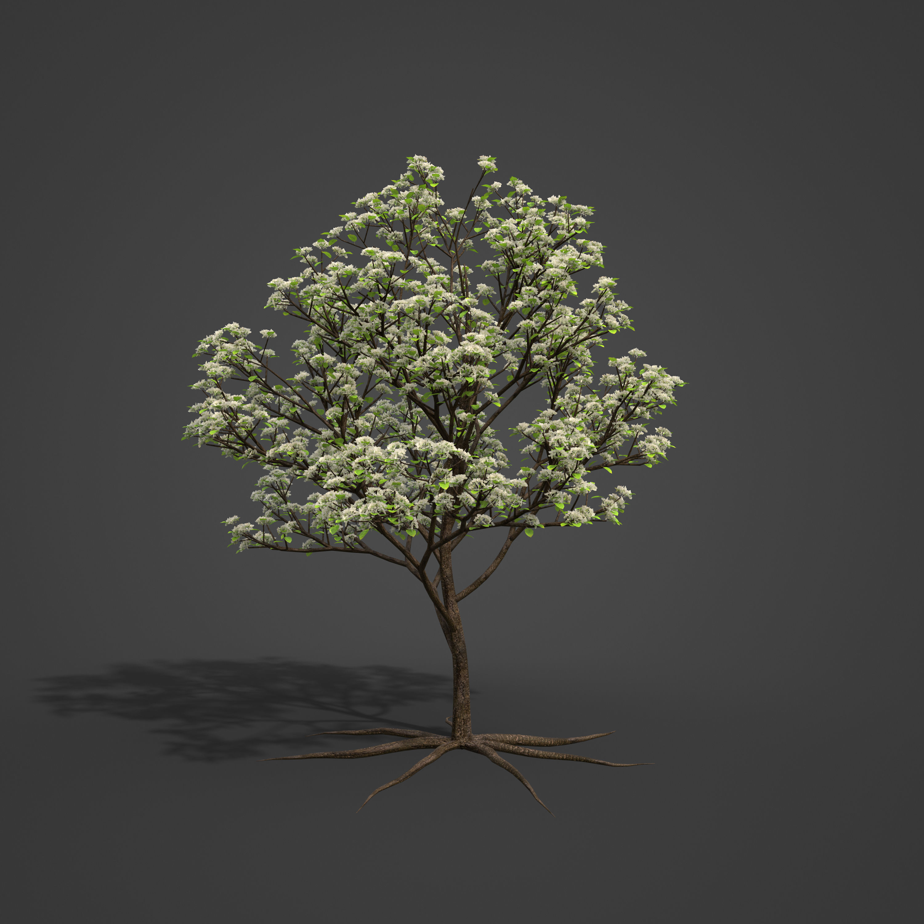 2021 PBR Sweet Cherry Collection - Prunus Avium 3D model | CGTrader
