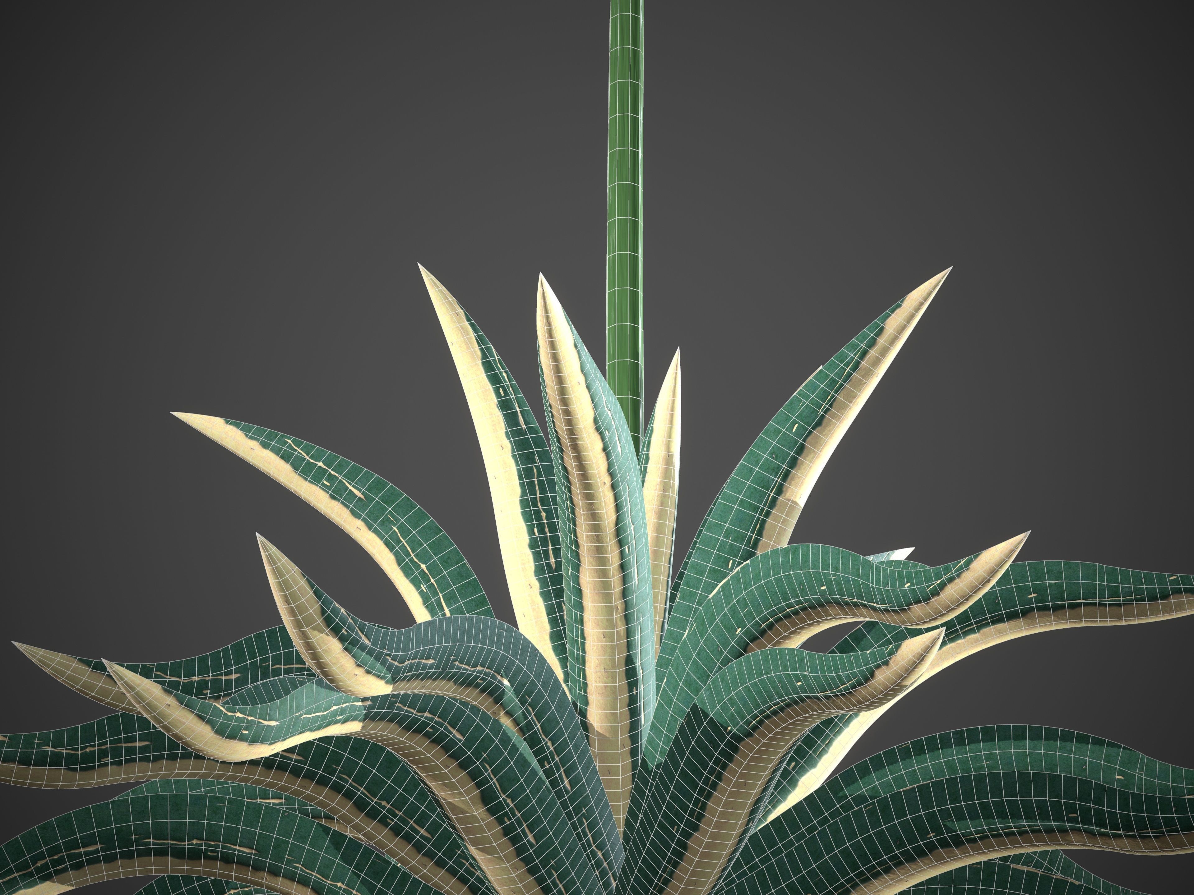 2021 PBR Octopus Agave Collection - Agave Vilmoriniana 3D model | CGTrader