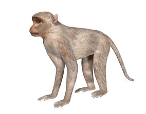 Monkey 3D Models | CGTrader