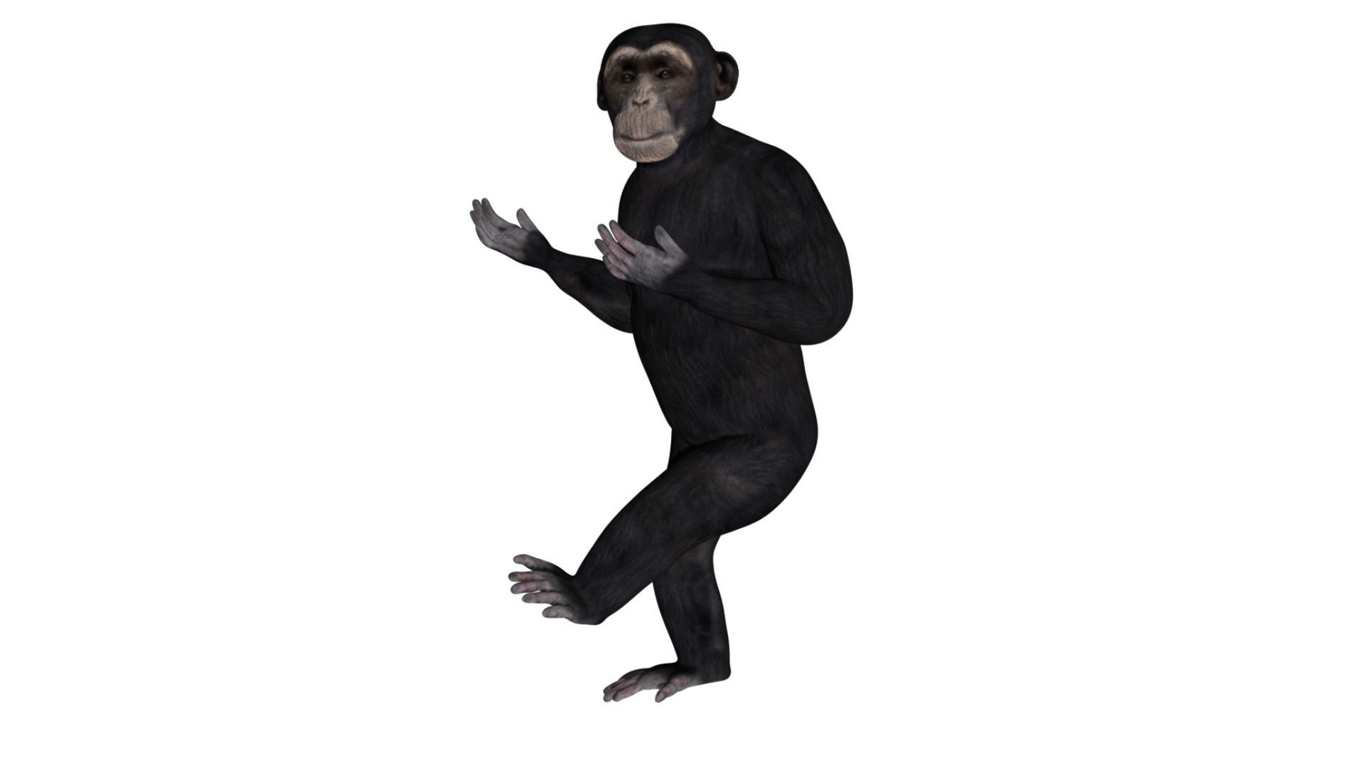 3D model Chimpanzee VR / AR / low-poly rigged | CGTrader