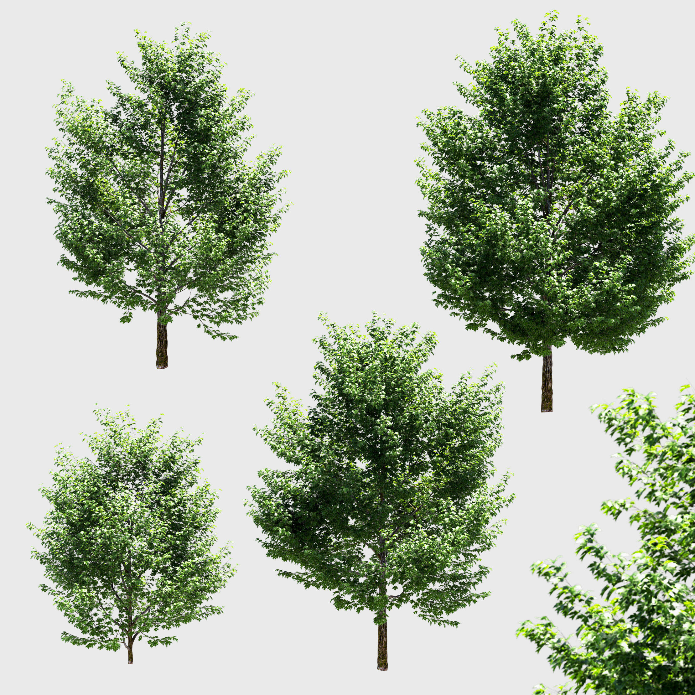 Maple trees - Set of 4 models 3D model | CGTrader