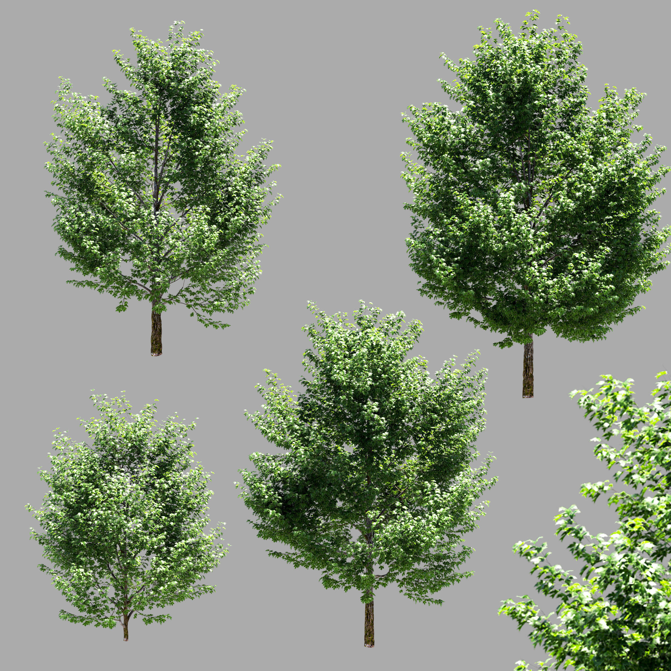 Maple trees - Set of 4 models 3D model | CGTrader