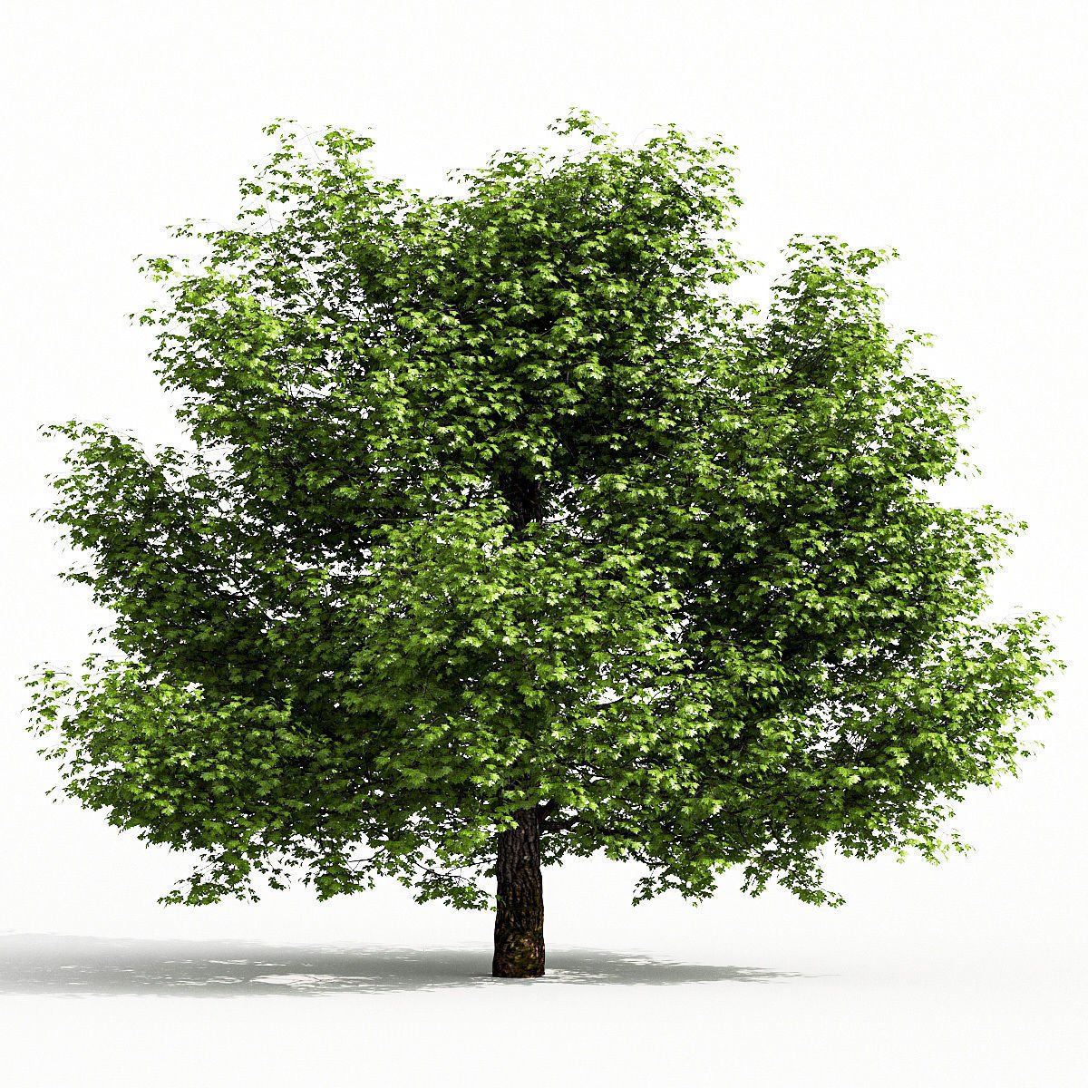 Maple tree 3D model | CGTrader