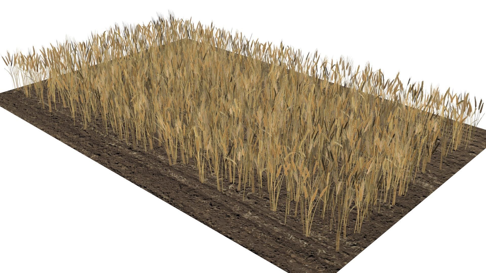 3D model Wheat field VR / AR / low-poly | CGTrader