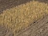 3D model Wheat field VR / AR / low-poly | CGTrader