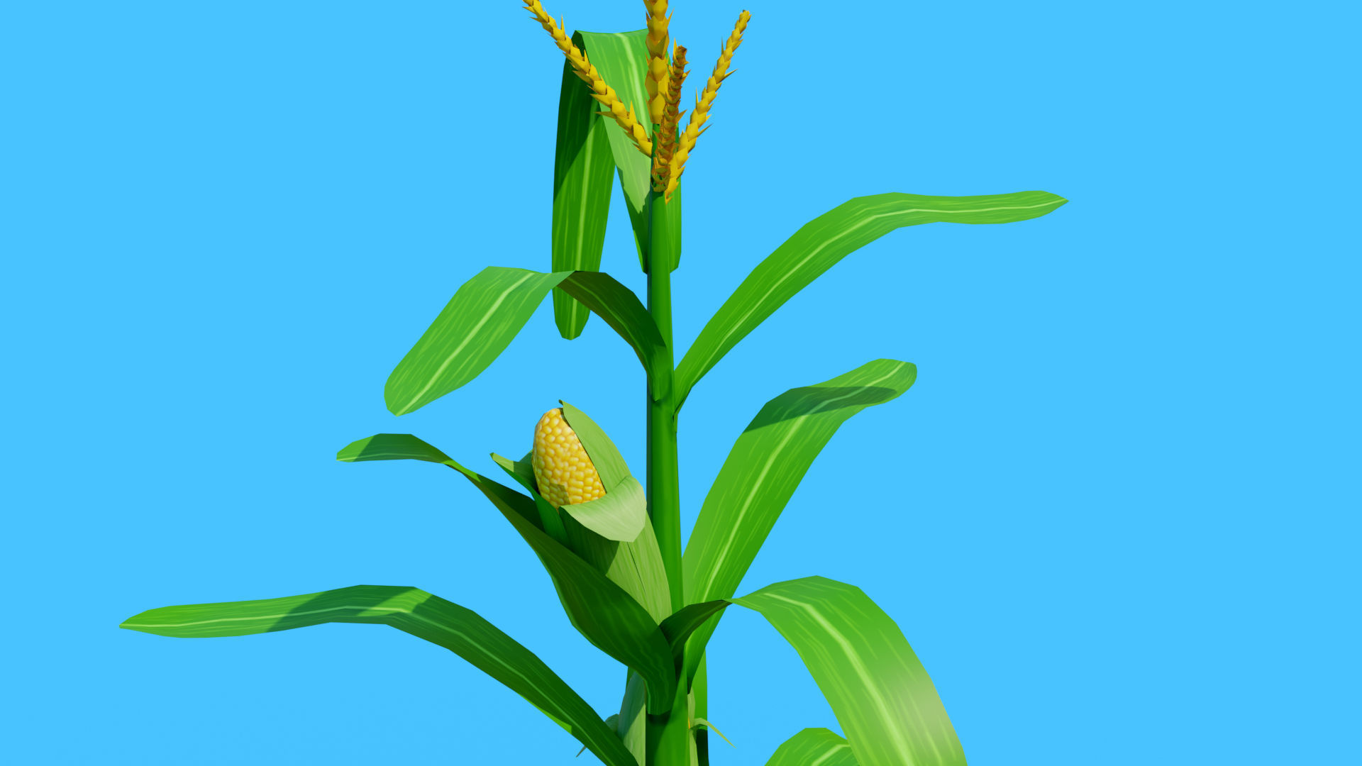 3D model Stylized Corn Stalk VR / AR / low-poly | CGTrader