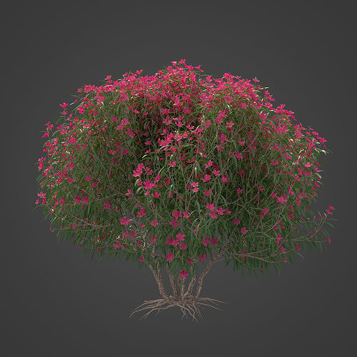 2021 PBR Oleander Collection - Nerium Oleander free 3D model | CGTrader