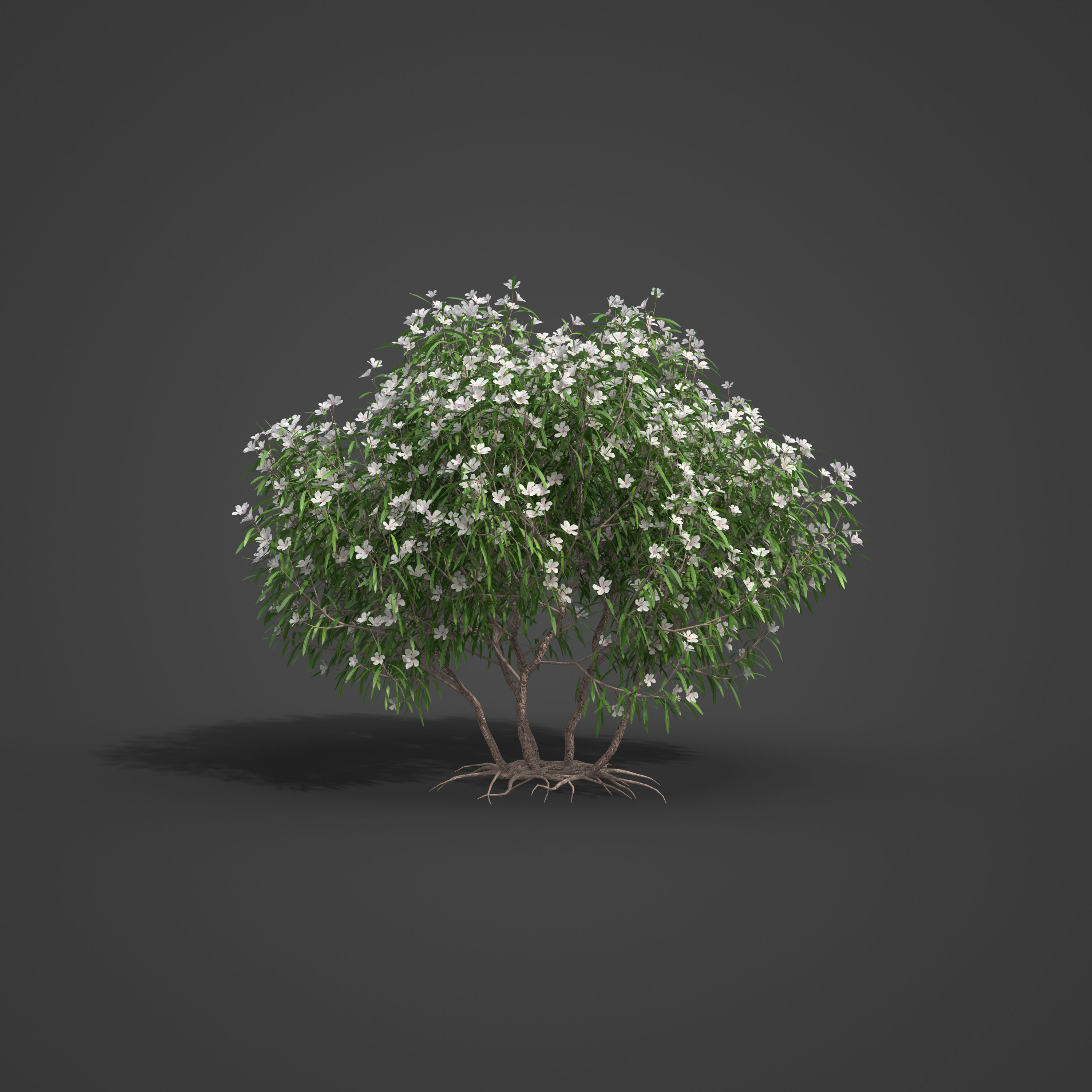 2021 PBR Oleander Collection - Nerium Oleander free 3D model | CGTrader